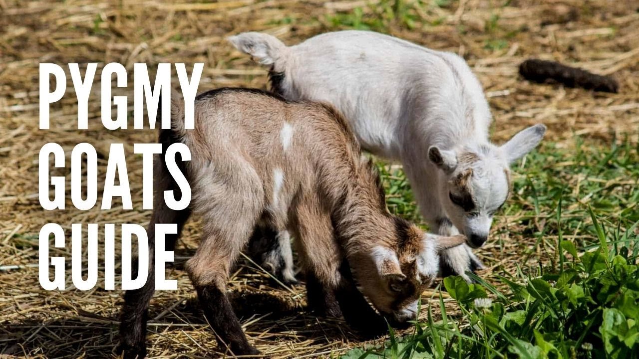 Pygmy Goats: All You Need to Know - YouTube