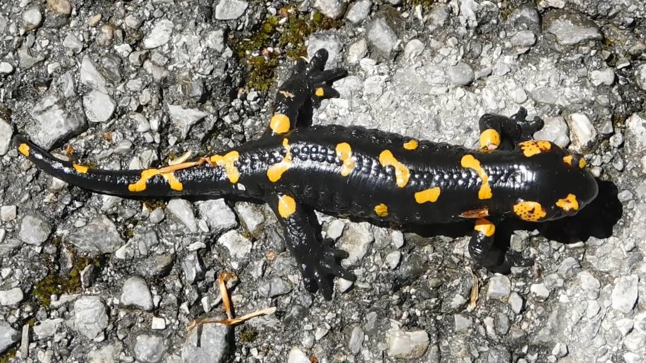 salamandra - reptiles and amphidia of Greece - YouTube
