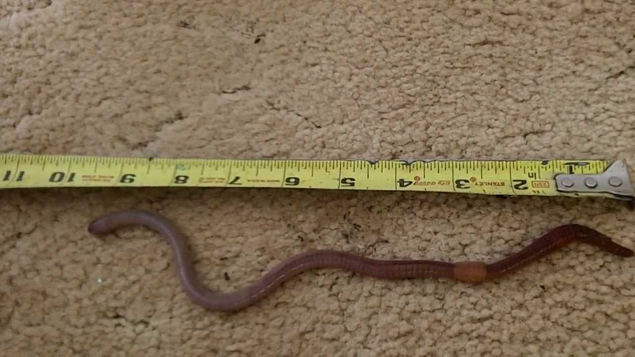 Biggest Night Crawler I have ever caught. - YouTube