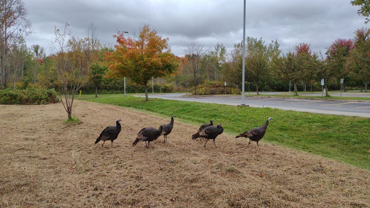 I encounter some cute wild turkeys roaming free on Canadian ...