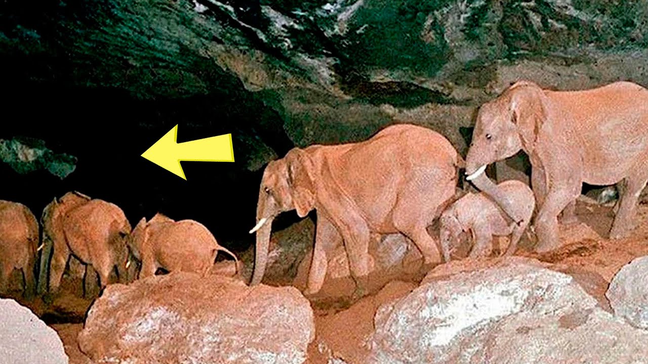 Every Night These Elephants Go Into The Cave! The People Have Decided ...