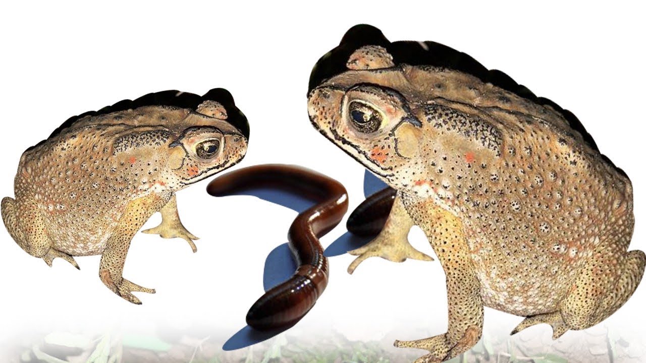 Amazing! Two frogs eating earthworms - YouTube