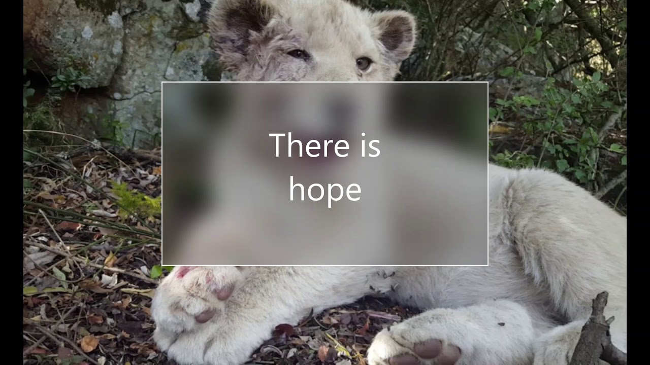 2 Women give their lives to caring for lions - YouTube