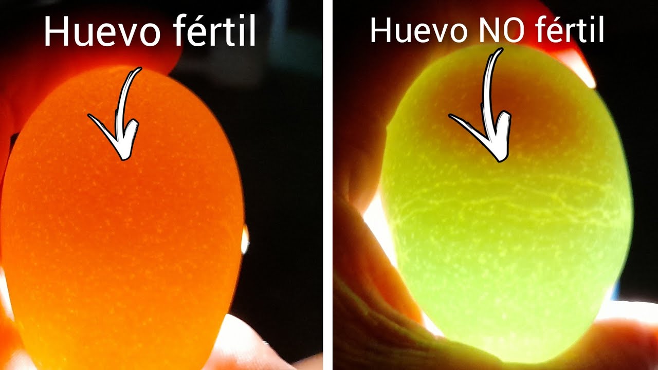 Cómo seleccionar huevos para incubar - YouTube