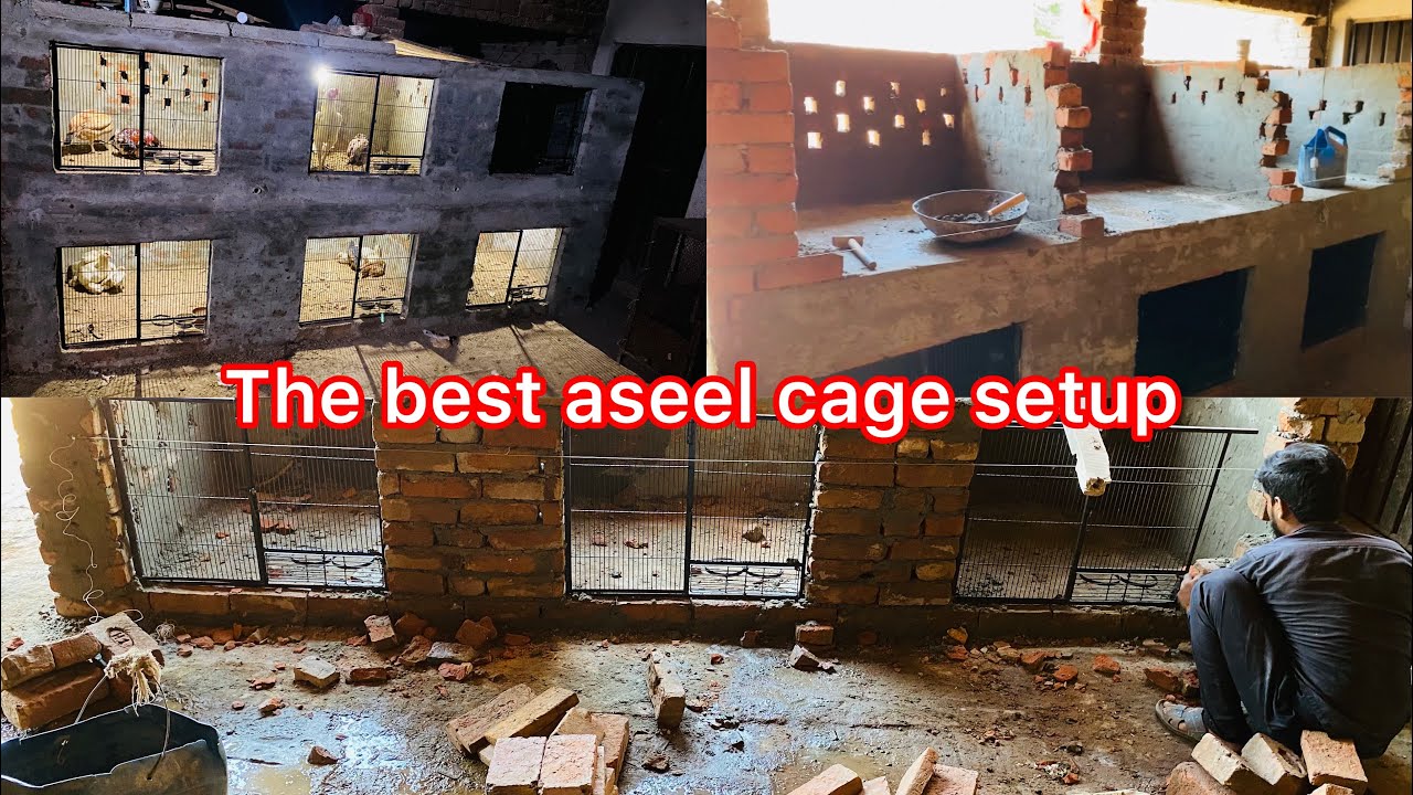 How to make aseel cage | aseel cage setup | aseel breeding cage | aseel ...