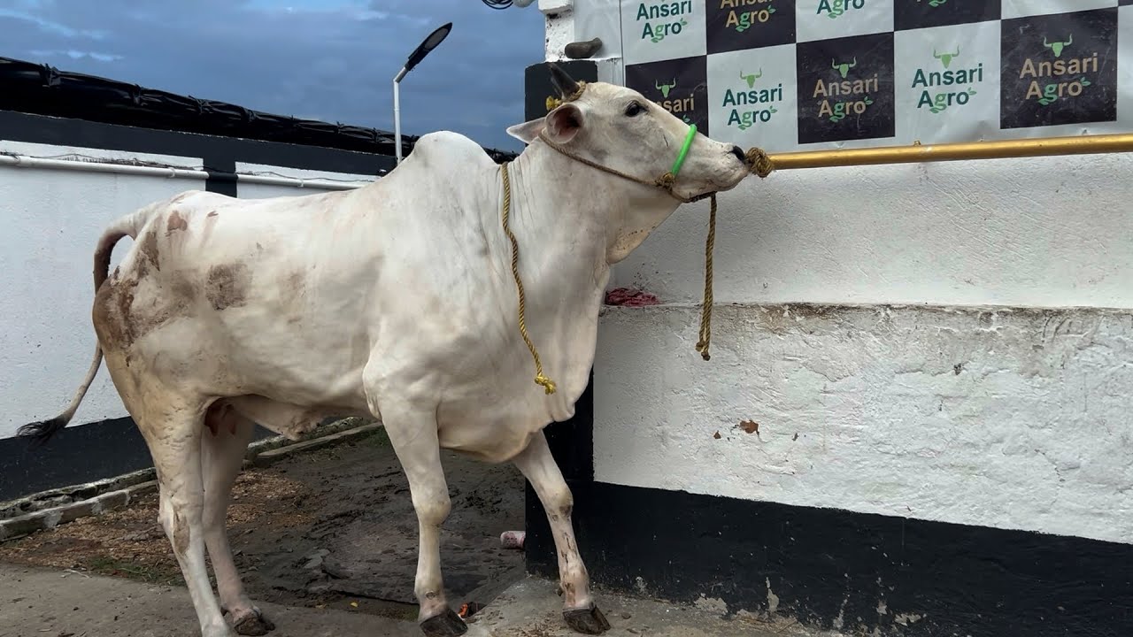 MOST BEAUTIFUL ANDHRA COW OF ANSARI AGRO FOR 2025 GOWALBARI CHARISWAR ...