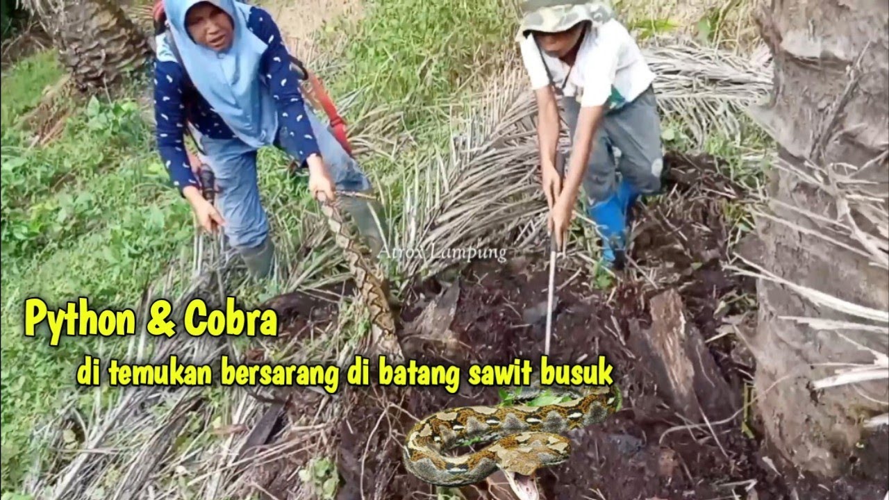 Python dan Cobra di tumpukan batang sawit yang sudah busuk 1 - YouTube