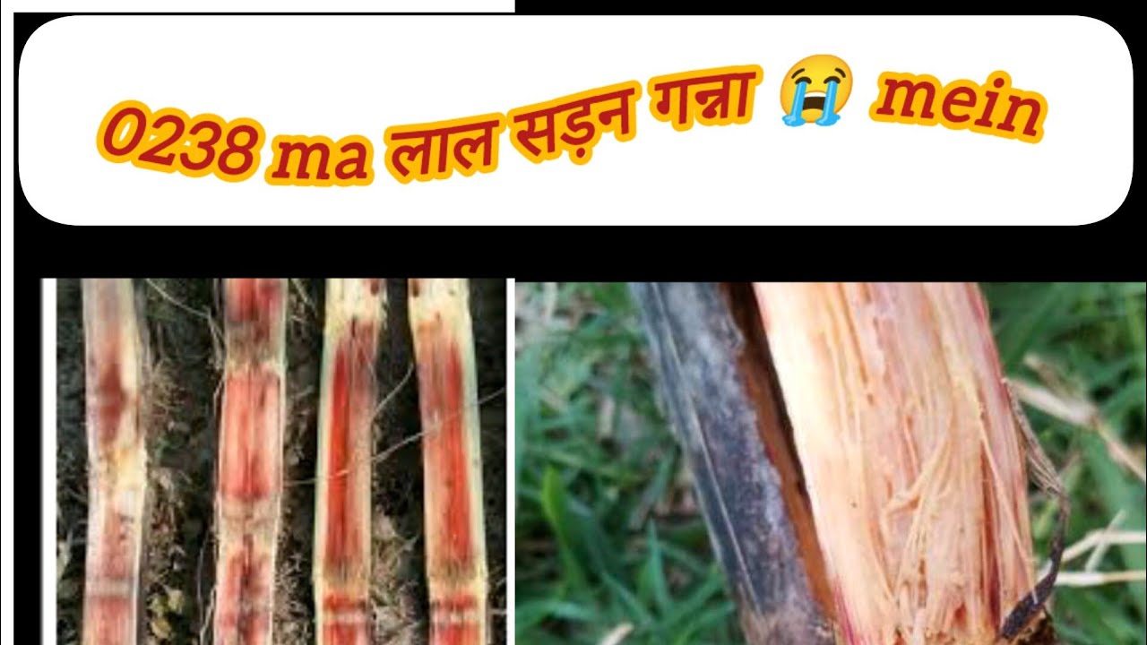 Abaki bar 0238 ganna 😭😭mein red road ka Bhari nuksan - YouTube