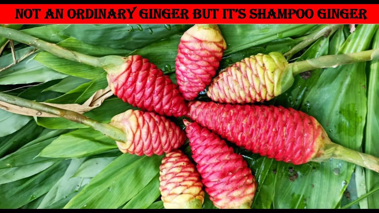 Washing Hair With Ginger Gingerly | Ginger flower extract can be used ...