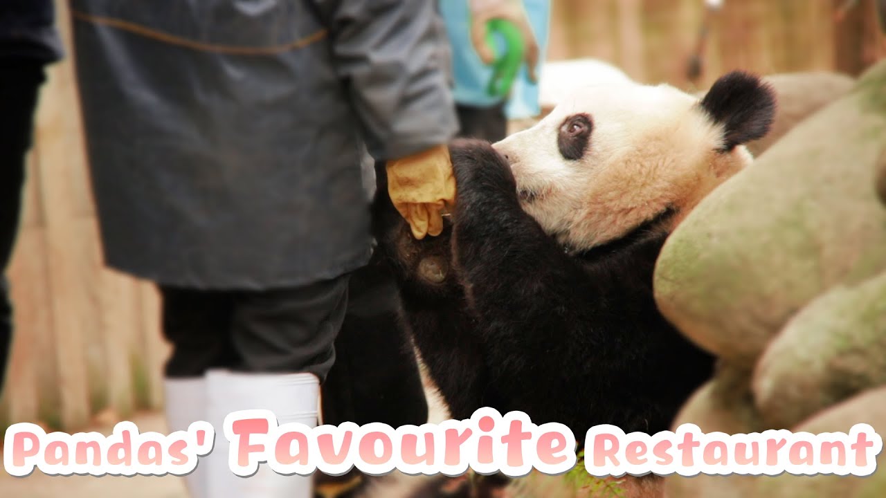 Top 1 Restaurant In Panda World | iPanda - YouTube