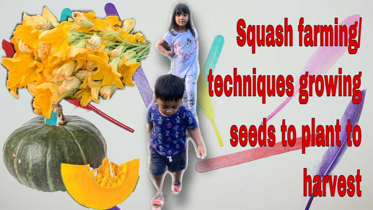 How to grow Kalabasa fromseeds to plant and techniques to harvesting👌 ...