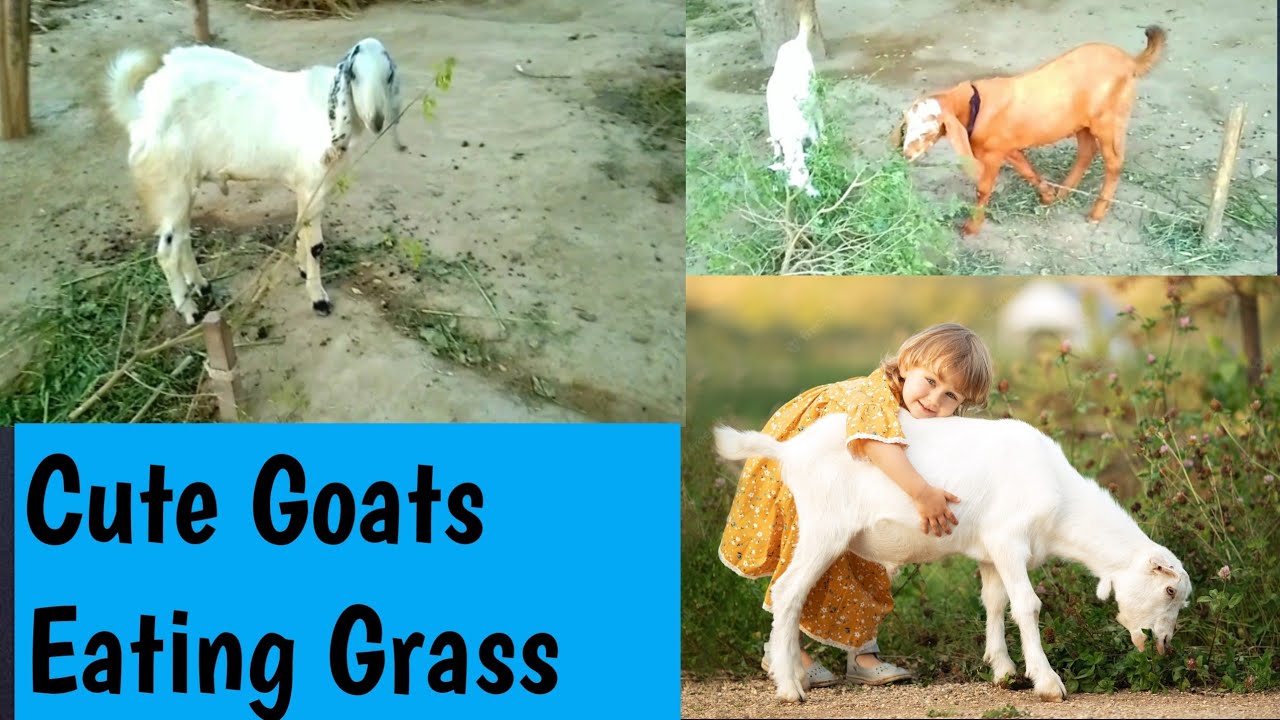 Cute and Beautiful Goats Eating Grass#pakistan #village #vlog #animals ...