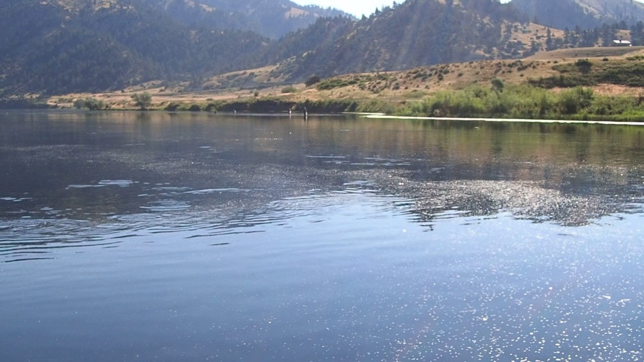 Rainbow trout gulping Trico's at Holter Dam on the Missouri River - YouTube