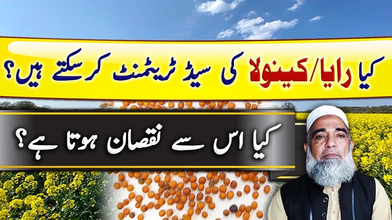 Feasibility of Seed Treatment of Raya/Canola Crops || Crop Reformer ...