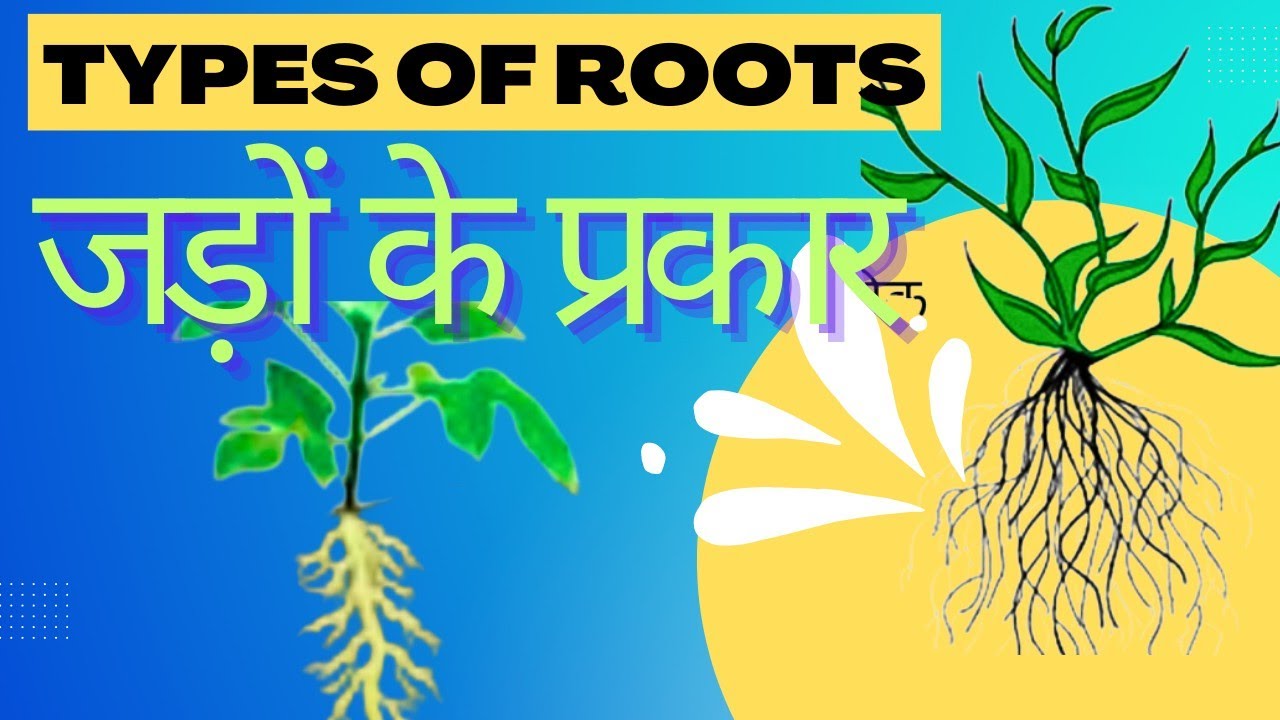Types of roots YouTube types-of-roots-youtube