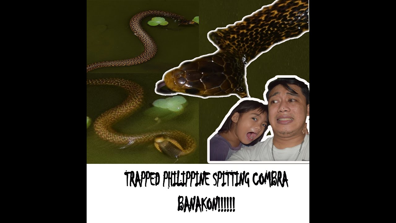 Banakon - The Philippine spitting COBRA!!!! - YouTube