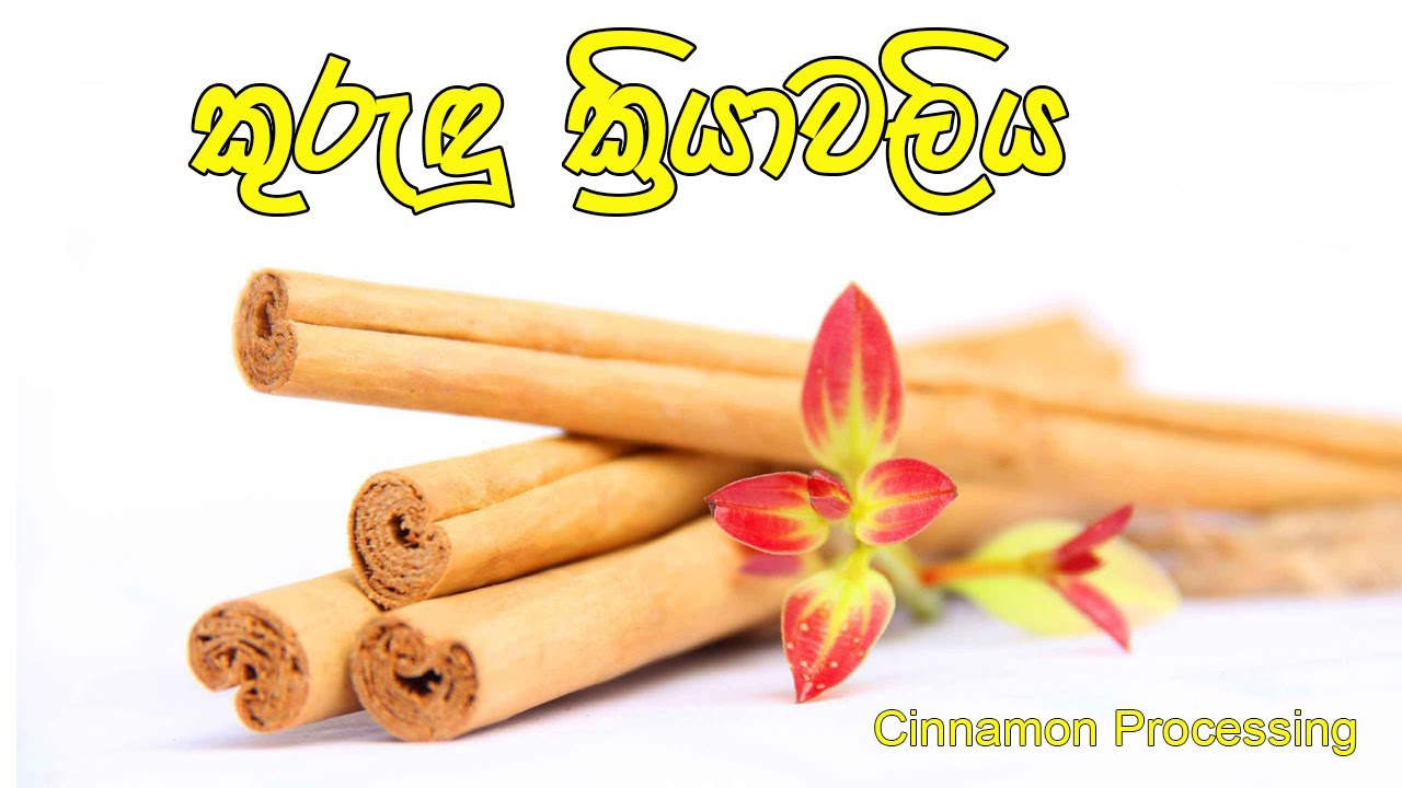 Cinnamon Processing - Sri Lanka - YouTube