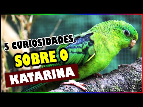 5 CURIOSIDADES SOBRE O PERIQUITO KATARINA!
