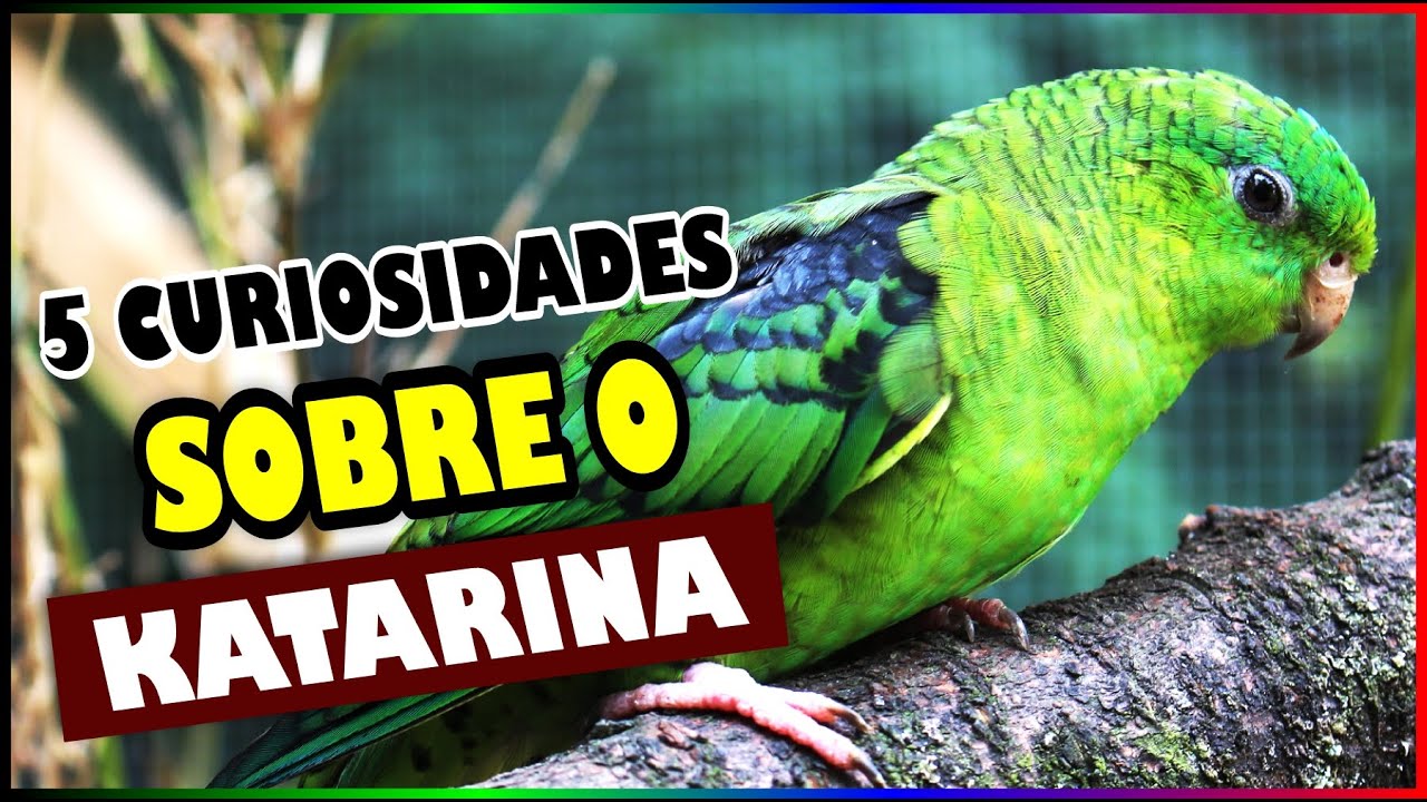5 CURIOSIDADES SOBRE O PERIQUITO KATARINA! - YouTube