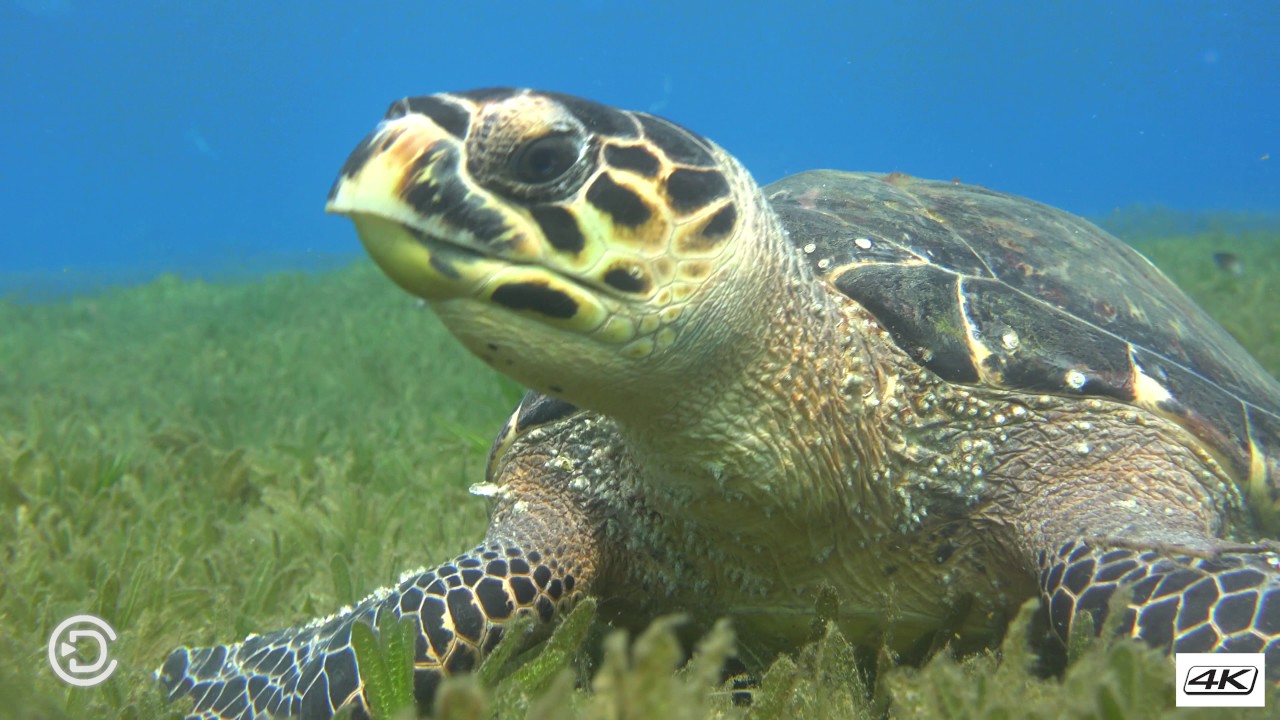Dominica - Turtle eating - YouTube