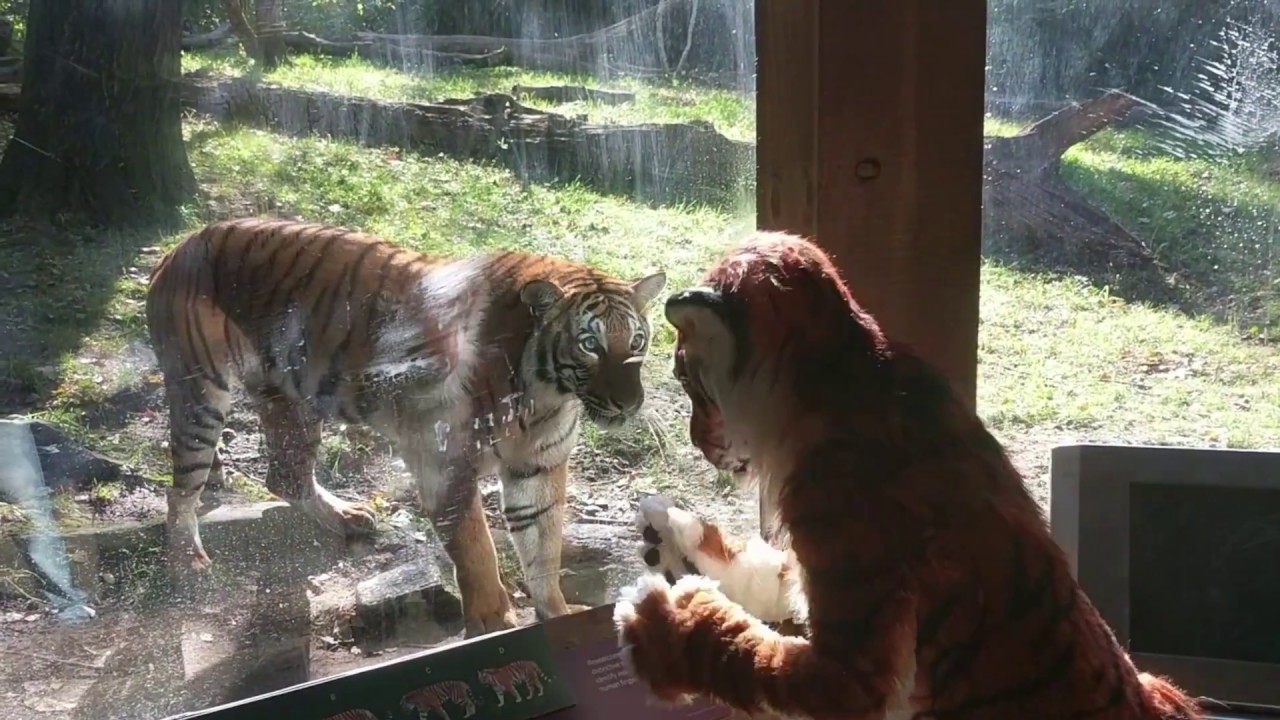 Tiger Encounter at the Bronx Zoo! - YouTube