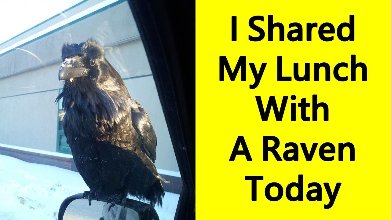 Crows Are The Most Badass Birds In The Animal Kingdom - YouTube