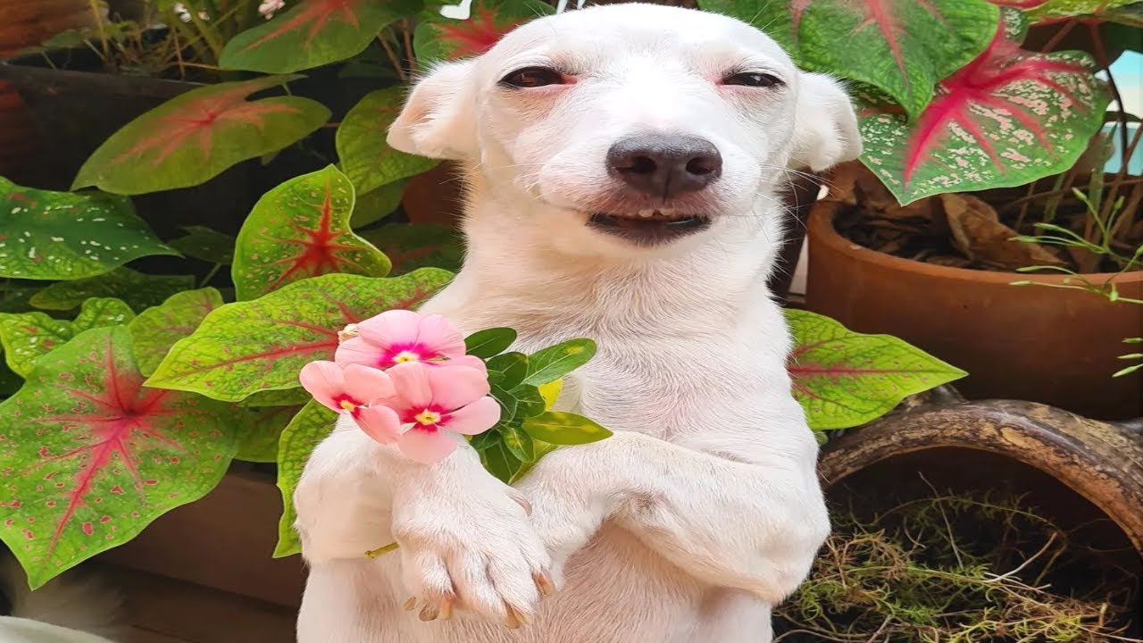 Funny Animals That Will Change Your Mood For Good 😊 - YouTube