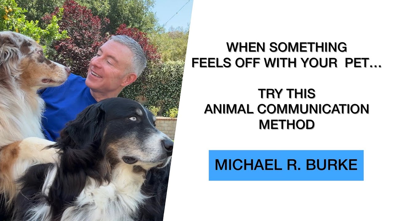 When Something Feels Off with Your Pet, Try This Animal Communication ...