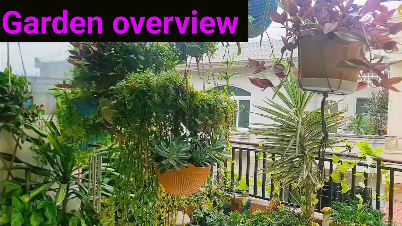 Garden Overview | Garden update |Terrace Garden! - YouTube