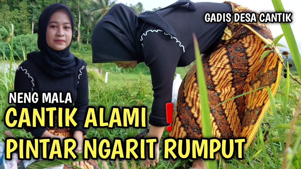 Pengangon kerbau!!|| gadis desa cantik Neng Mala || tidak malu ngarit ...