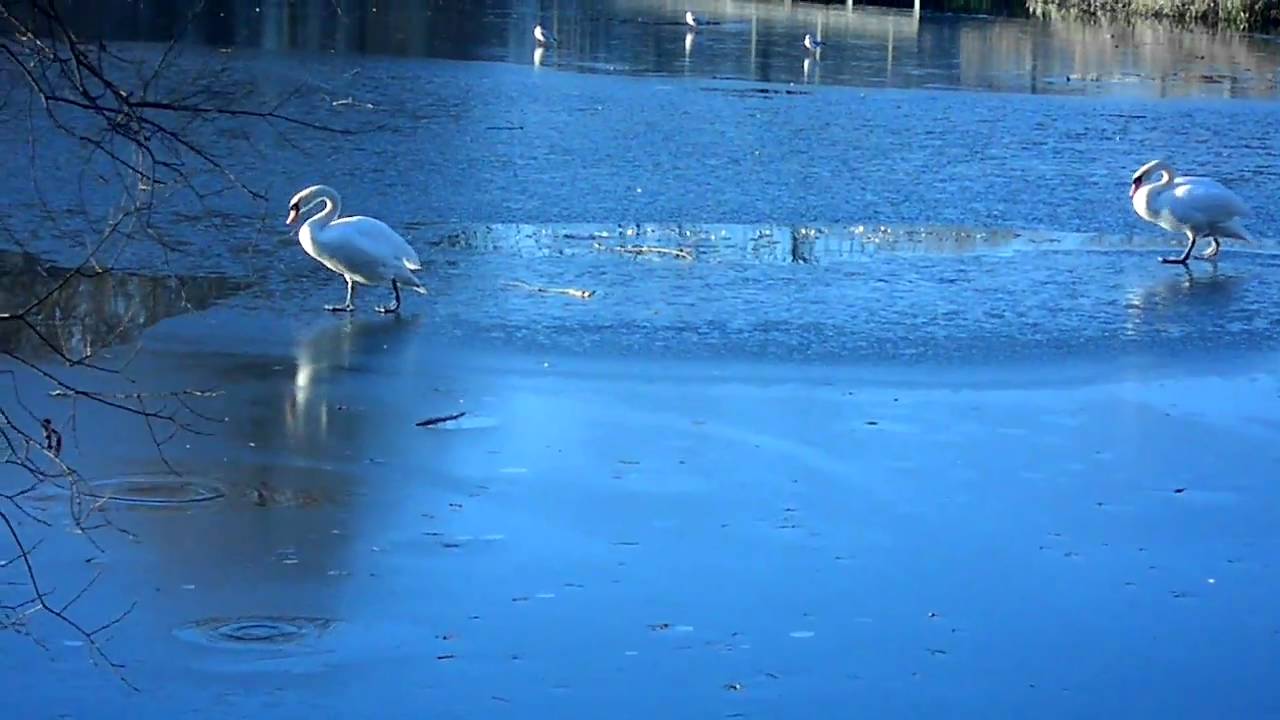 Ice skating swans - YouTube