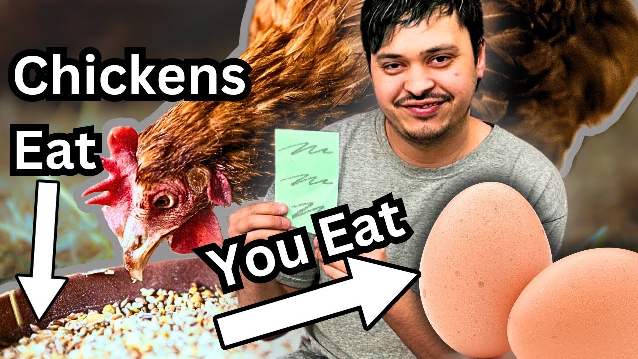 Understanding Chicken Feed Tags For A Perfect Flock Diet - YouTube