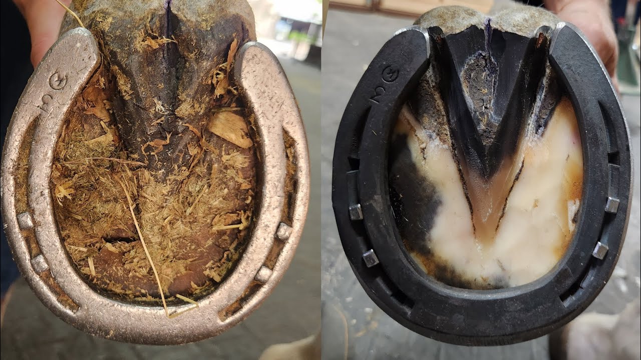 FARRIER ASMR | satisfying front hoof restoration - YouTube