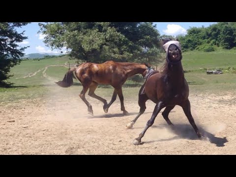 Best funniest horses of the week - Funny And Cute horses Video Compilation 2024 🐴#23