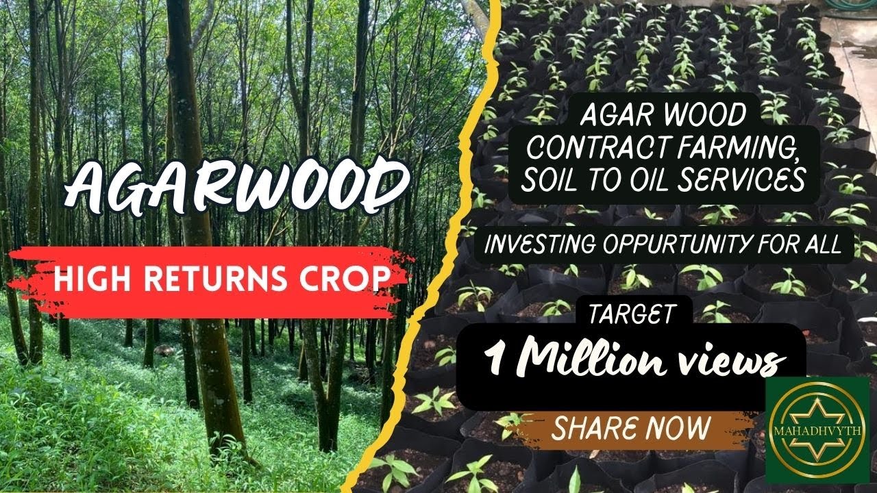 High-return Agarwood Farming in India , Inoculation Process, Oudh ...