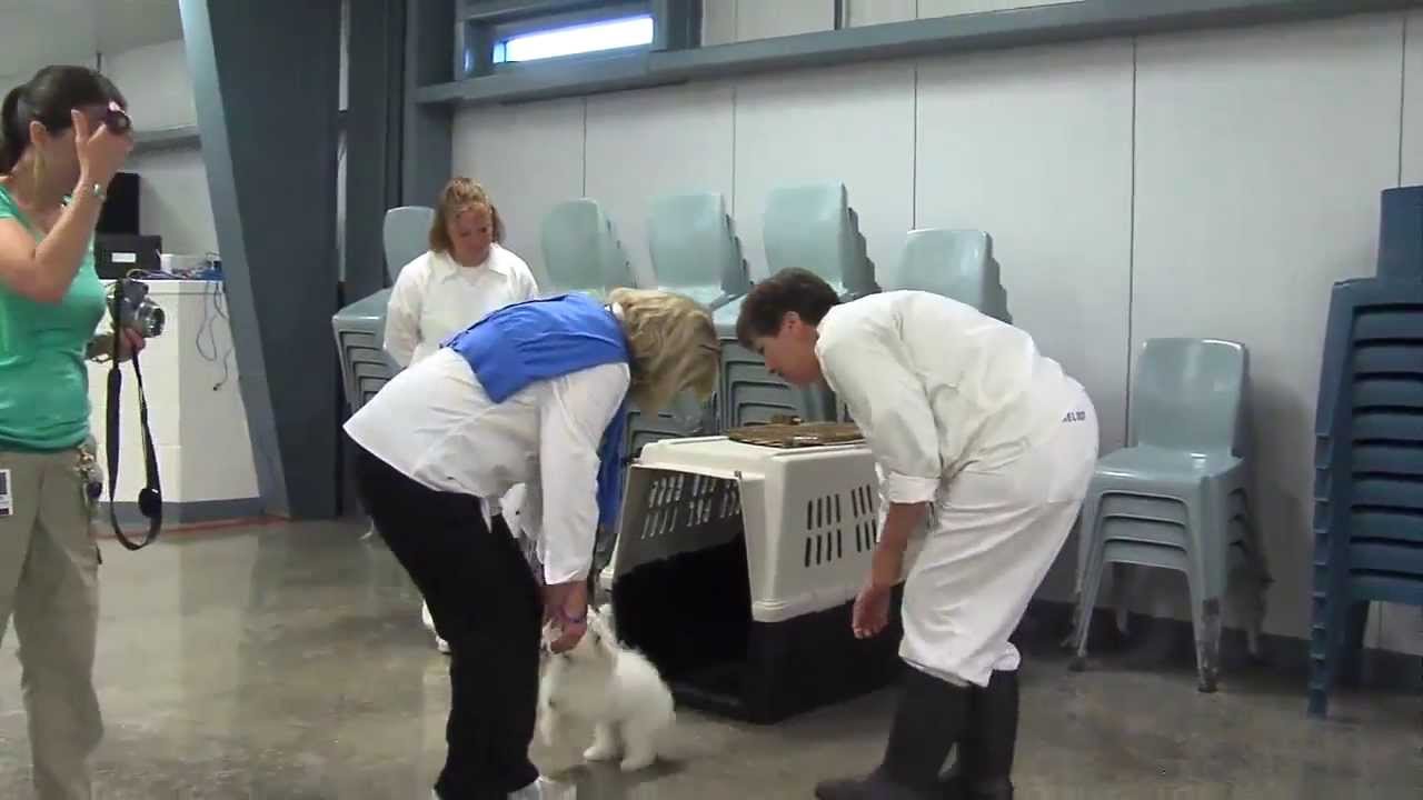 Paws in Prison Saves Lives - YouTube