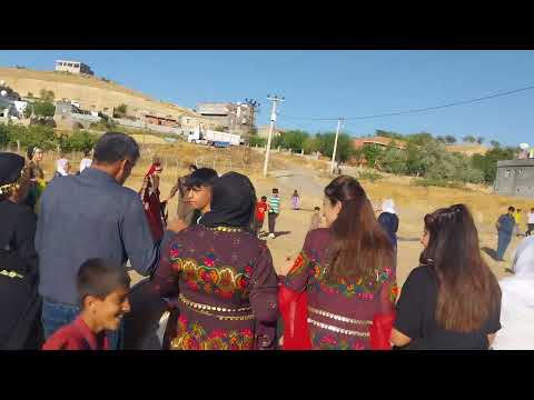 Köy düğünü  Hozan Musa  2024 new