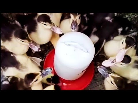 Anak Mentok Asik Makan Bersama