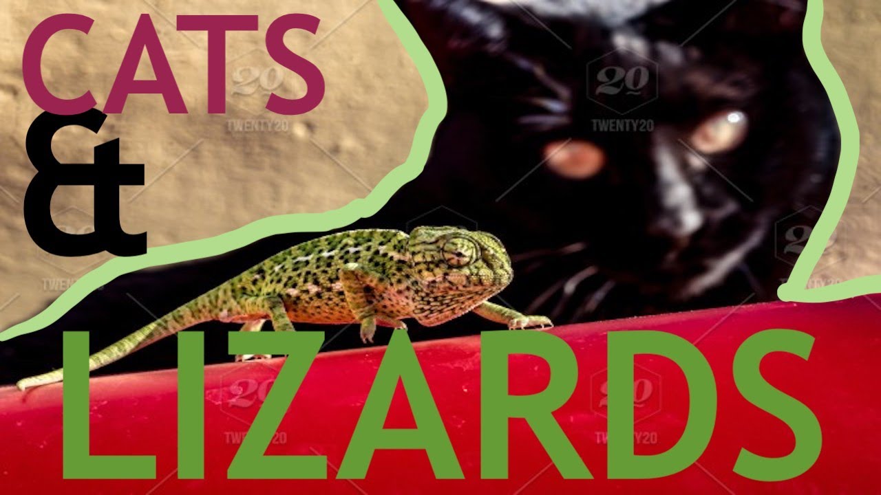 CATS & LIZARDS!! | HILARIOUS CAT COMPILATION - YouTube