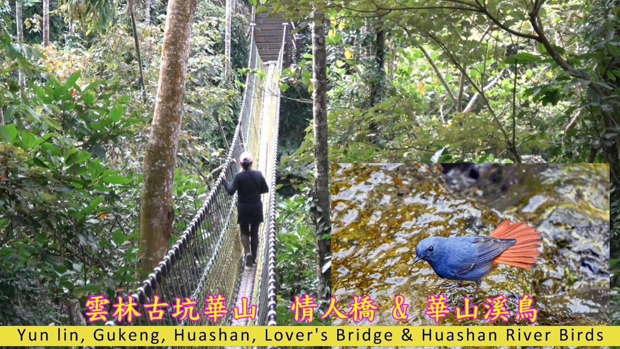 雲林古坑華山 情人橋與華山溪鳥 Lover's Bridge And Birds of Huasan Winlin Taiwan - YouTube
