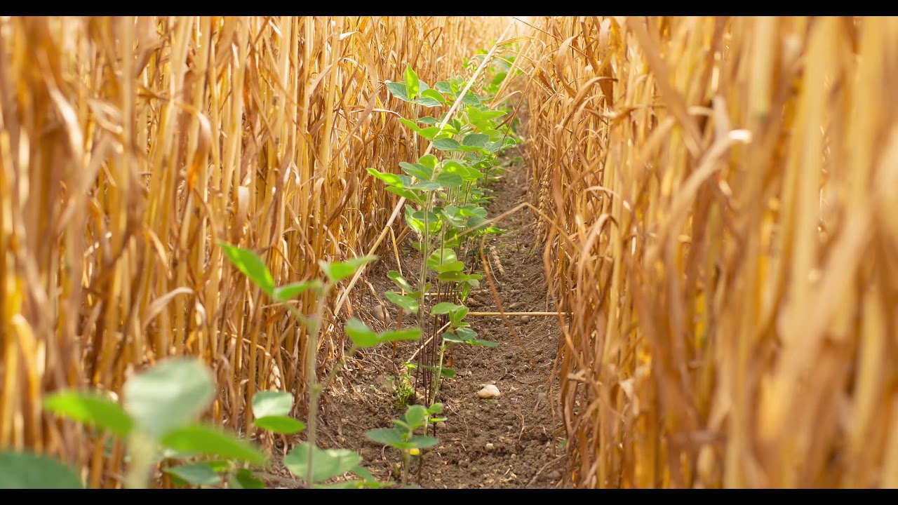 Finale Version Relay Intercropping Agrofutura - YouTube
