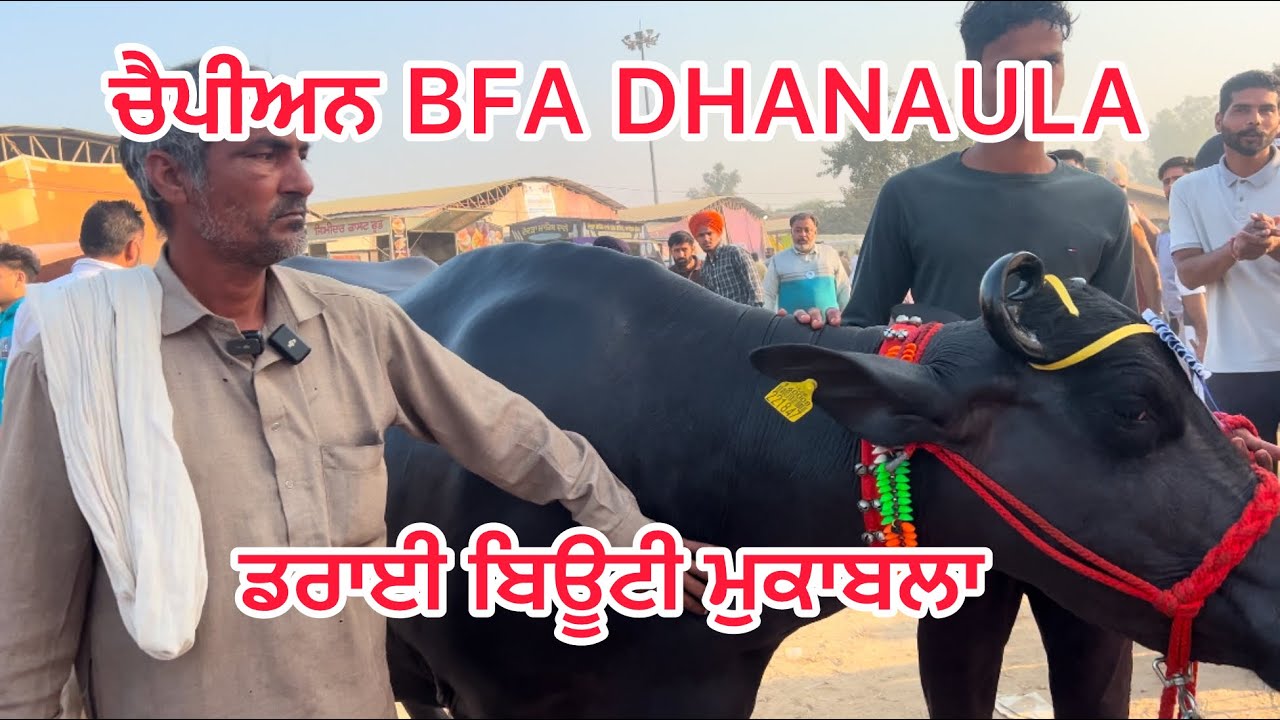 11 December 2024 ।ਡਰਾਈ ਬਿਊਟੀ ਮੁਕਾਬਲਾ .।ਚੈਪੀਅਨ BFA DHANAULA PASHU MELA ...