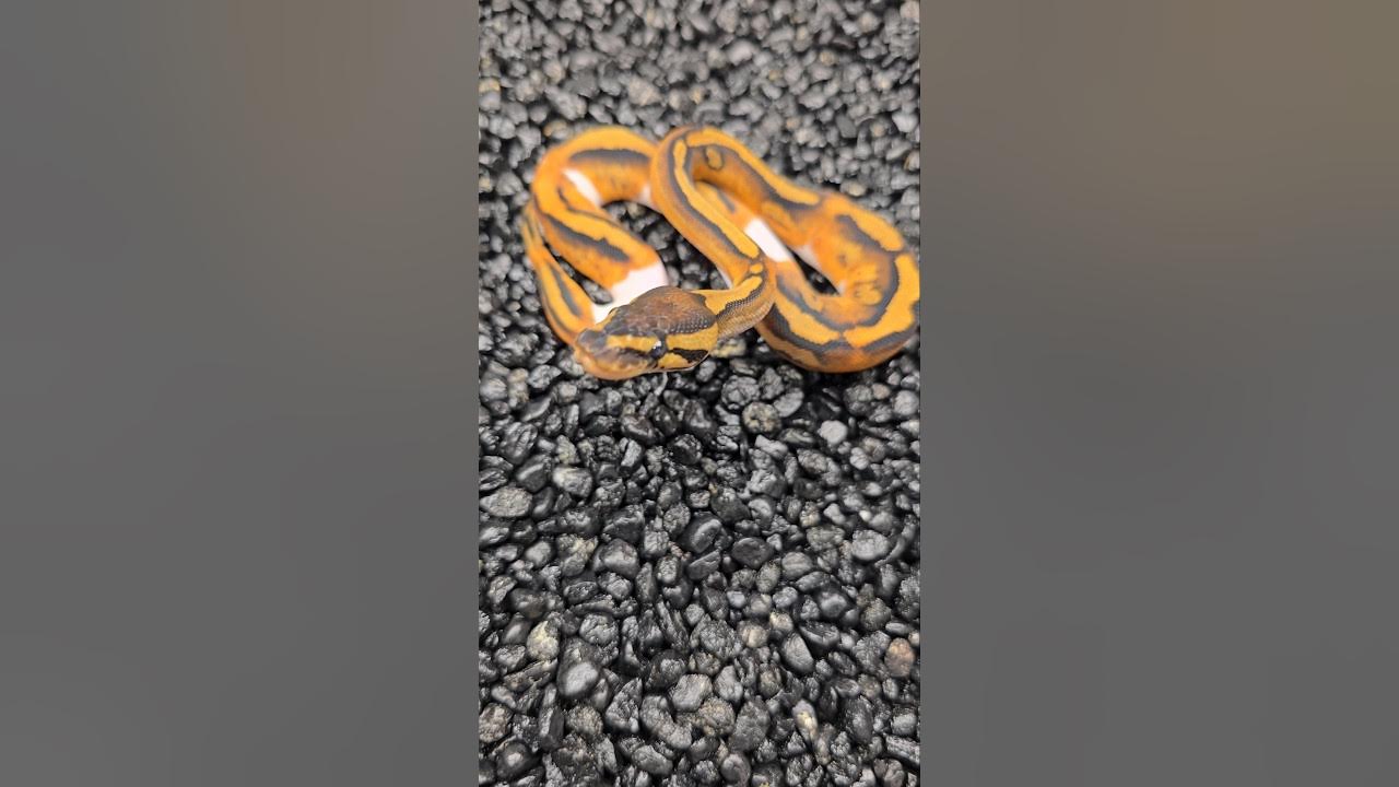 Stunning Pied 66% Desert Ghost hatchling Ball Python *86 - YouTube