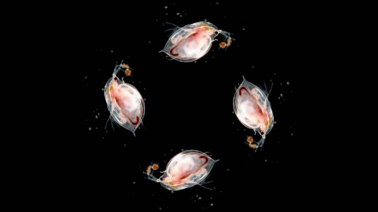 Deep Sea Creatures Hologram Video for Holographic Pyramid Screen Up 3D ...