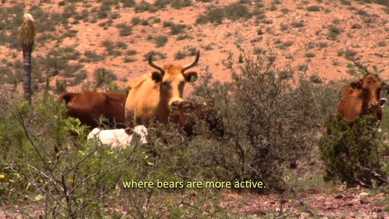 Wild Border - YouTube