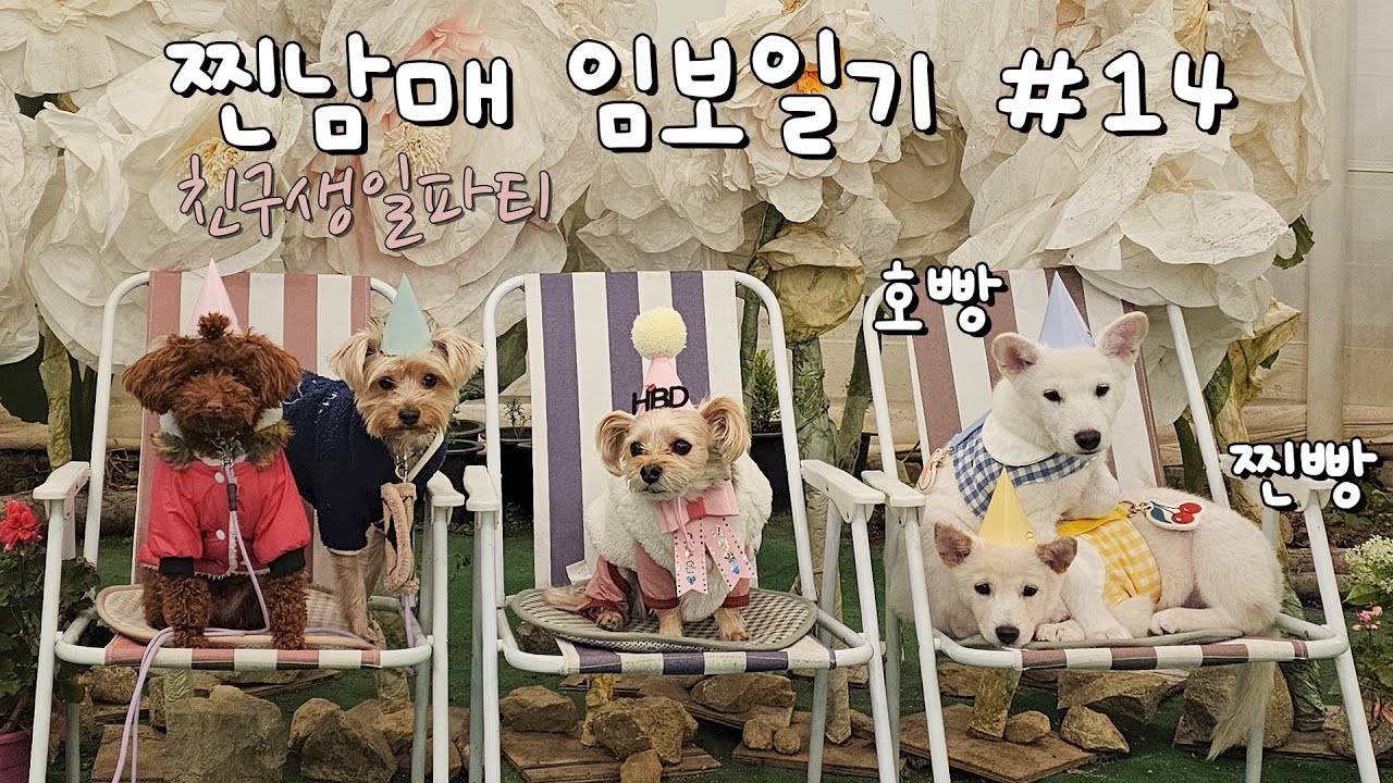 찐남매 임보일기 14 ㅣ강아지 생일파티 대형견모임 호빵이중성화ㅣ1인가구 임시보호 브이로그ㅣ 유기견임시보호 유기견 유기견임보 강아지 Vlog Youtube