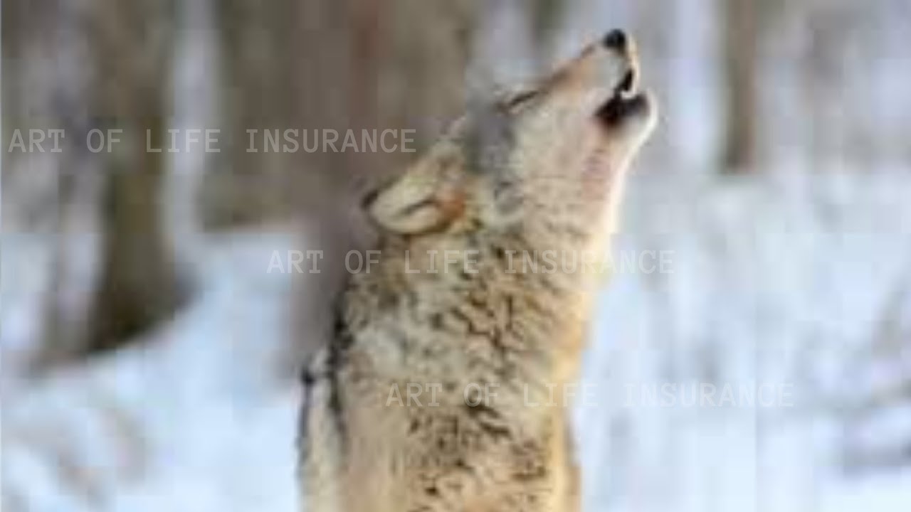 Scary Wolf Howling Sound in Wildlife ! Howls With Giant Wolves ! Wild ...