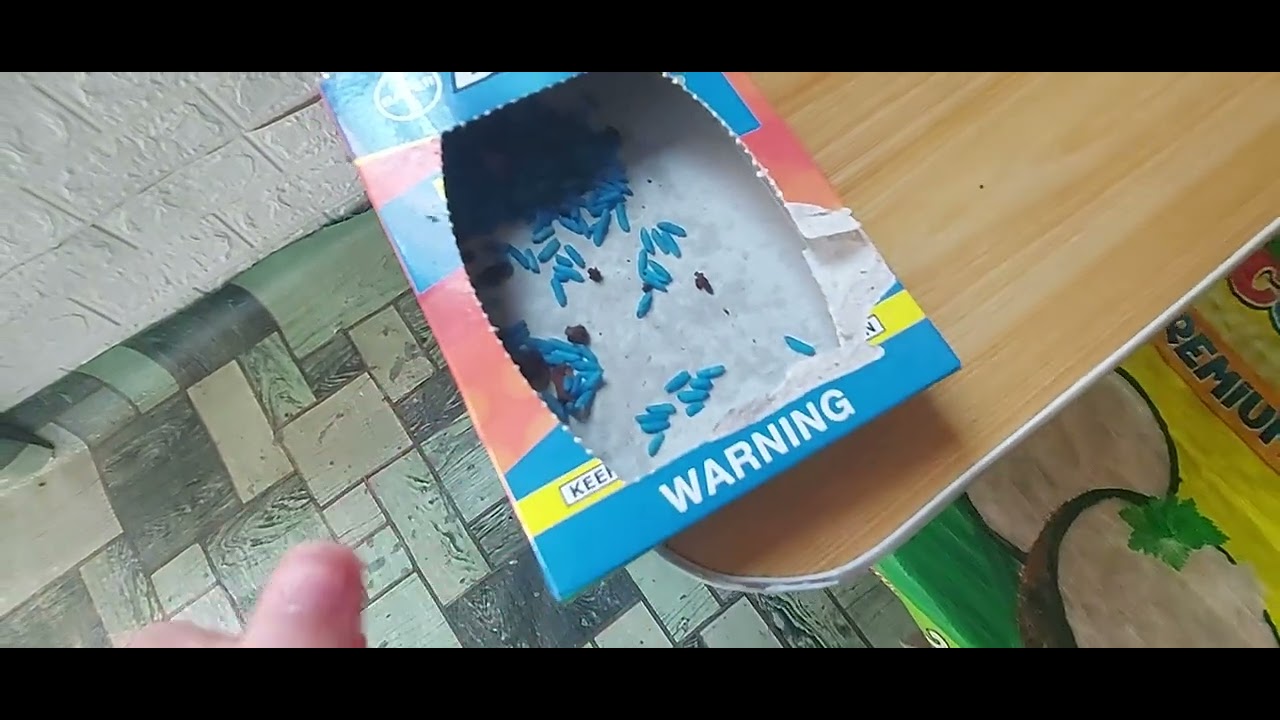 Ready made bait|mouse|daga|Racumin in Mercury drugs stores - YouTube