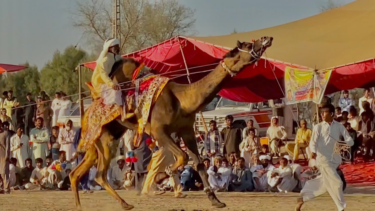 Camel dance|mela mankera Pakistan |اونٹ ڈانس|camel dance fight| ऊंट ...