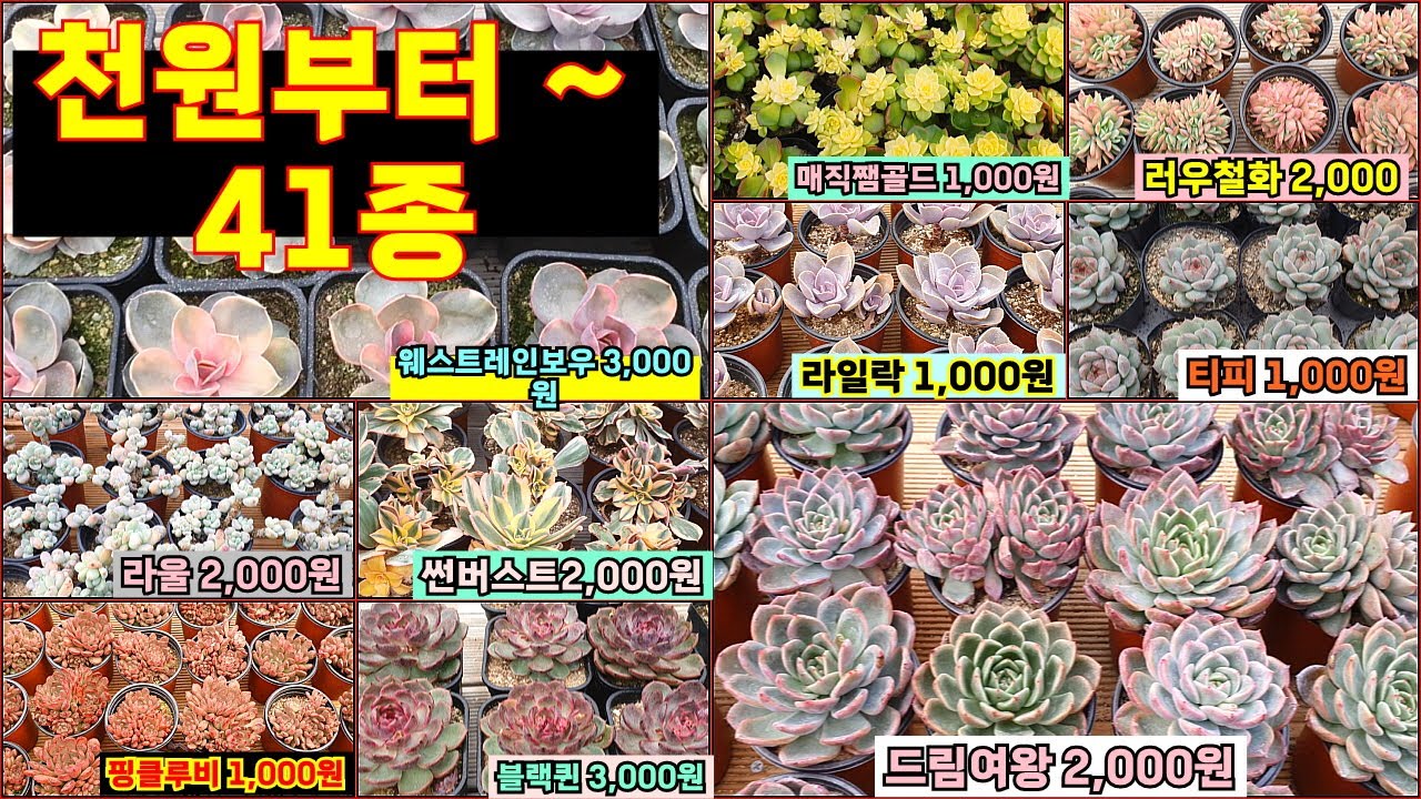 ๐1์21์ผ ๋์๋ค์ก ๐์ฒ์๋ค์ก5์ข
์ด์ฒ์๋ค์ก29์ข
๋ถํฐ 41์ข
 ์ฐฉํ๊ฐ๊ฒฉ์์์ด๋ค ๋ง๋๋ณด์ธ์ ์ฒ์์ํ๋ณต์ด์ฒ์์ํ๋ณต์ฐฉํ๊ฐ๊ฒฉ๋ค์ก๋ค์ก์ด๋ค์ก์ดํค์ฐ๊ธฐ๋ค์ก์ด๋ถ๊ฐ์ด